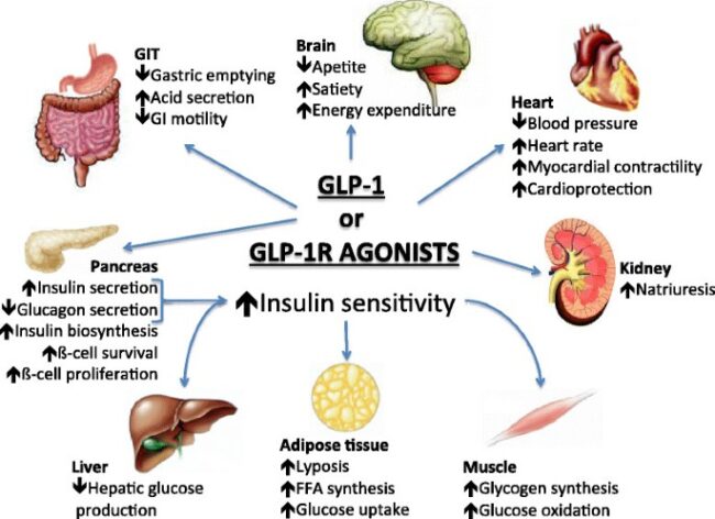 GLP-1 Receptor Agonists: What Are They & What Do They Do? – IronMag ...